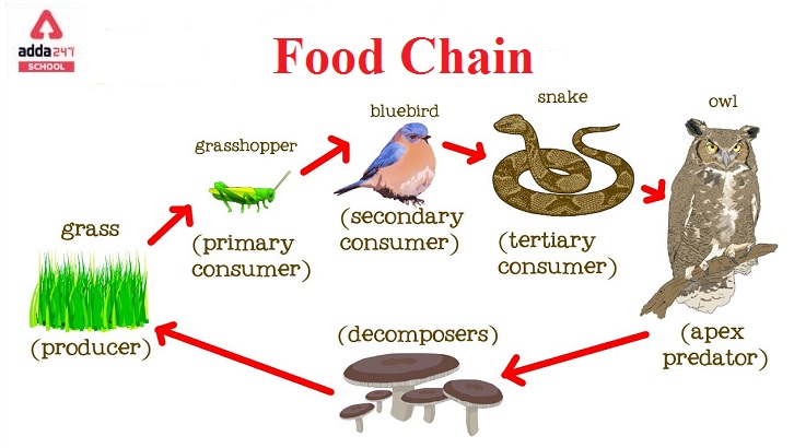 Food Chain Definition Types And Example