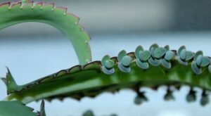 Vegetative Propagation Examples, Meaning, Definition, Advantage