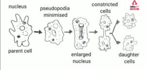 Amoeba: Cell, Diagram, Classification, Nutrition