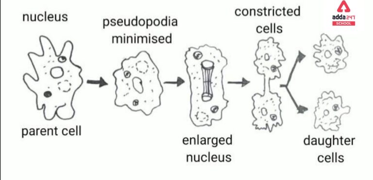 Amoeba: Cell, Diagram, Classification, Nutrition