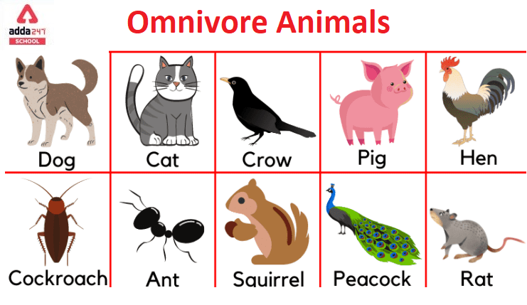 Omnivores Animals 10 Examples and Name List