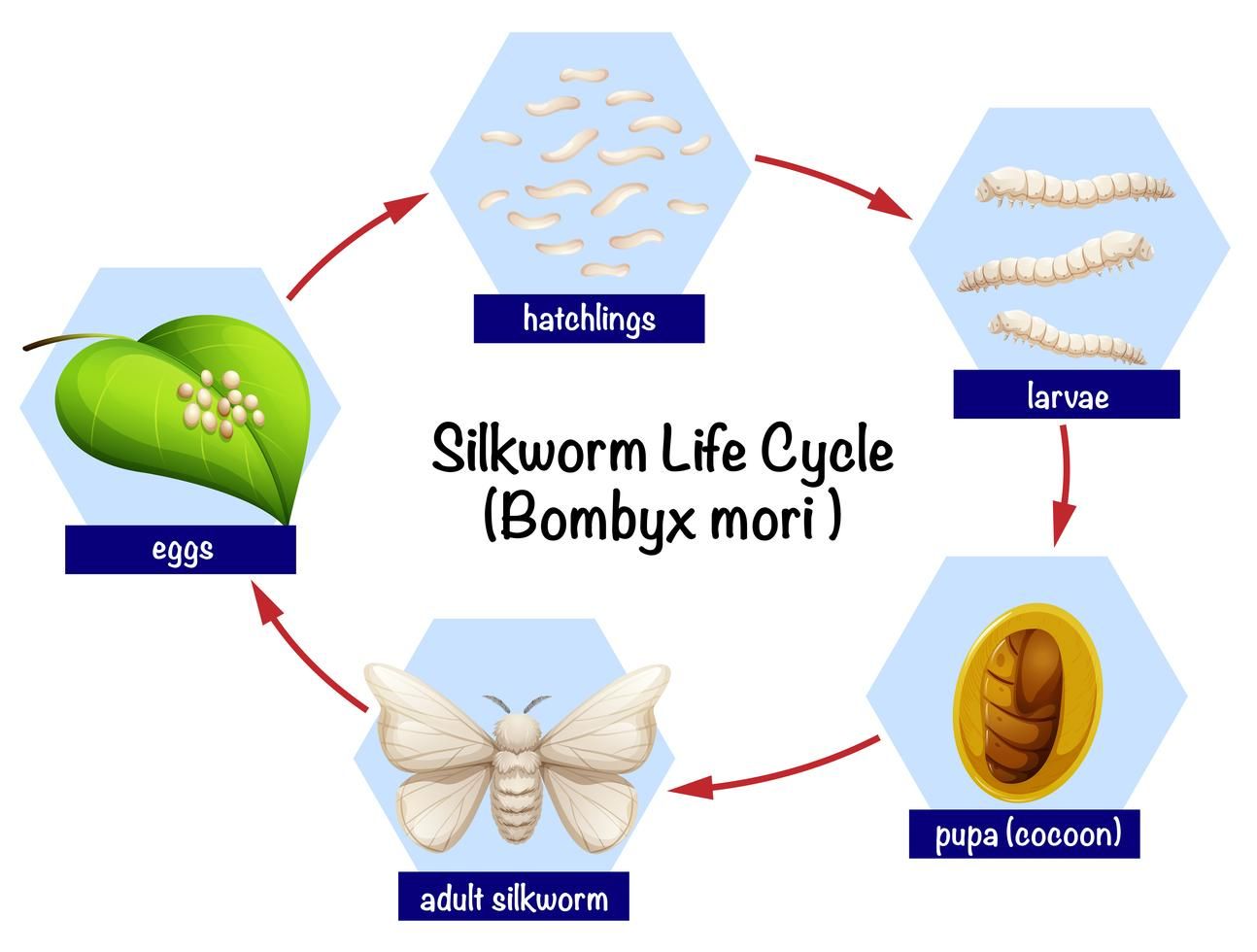 Life cycle of Silkworm & Silk Moth- Diagram, History, Drawing
