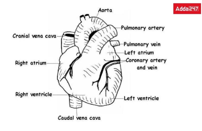 Human Heart Diagram, with labelling and Functions