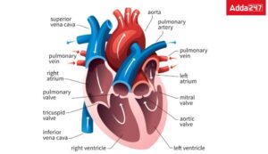 Human Heart Diagram, with labelling and Functions