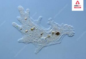 Amoeba: Cell, Diagram, Classification, Nutrition