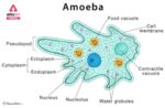 Amoeba: Cell, Diagram, Classification, Nutrition
