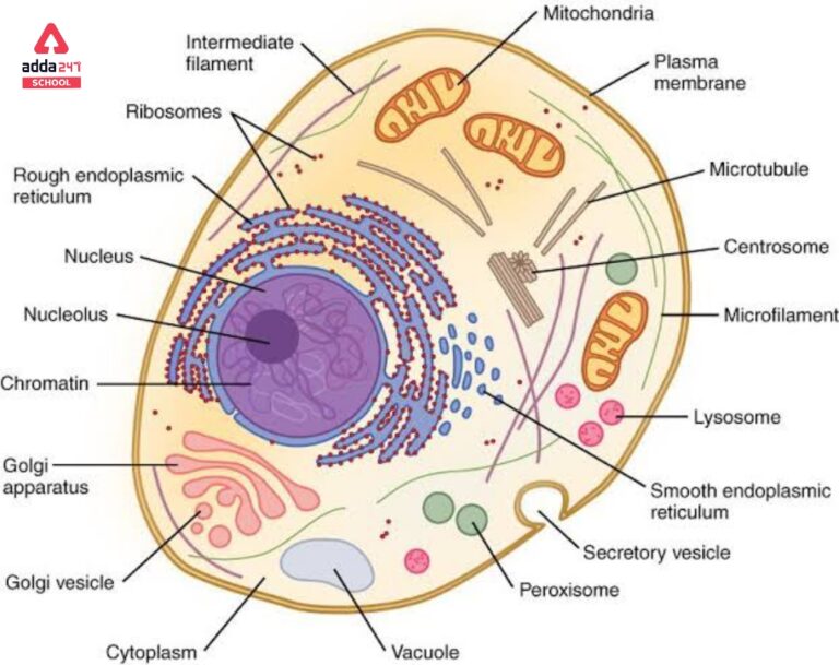 What Is Cell? - Definition, Diagram, Types, Structure & Functions
