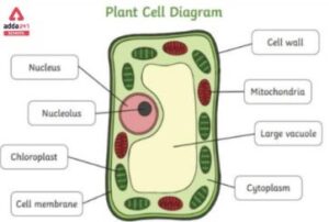 What Is Cell? - Definition, Diagram, Types, Structure & Functions