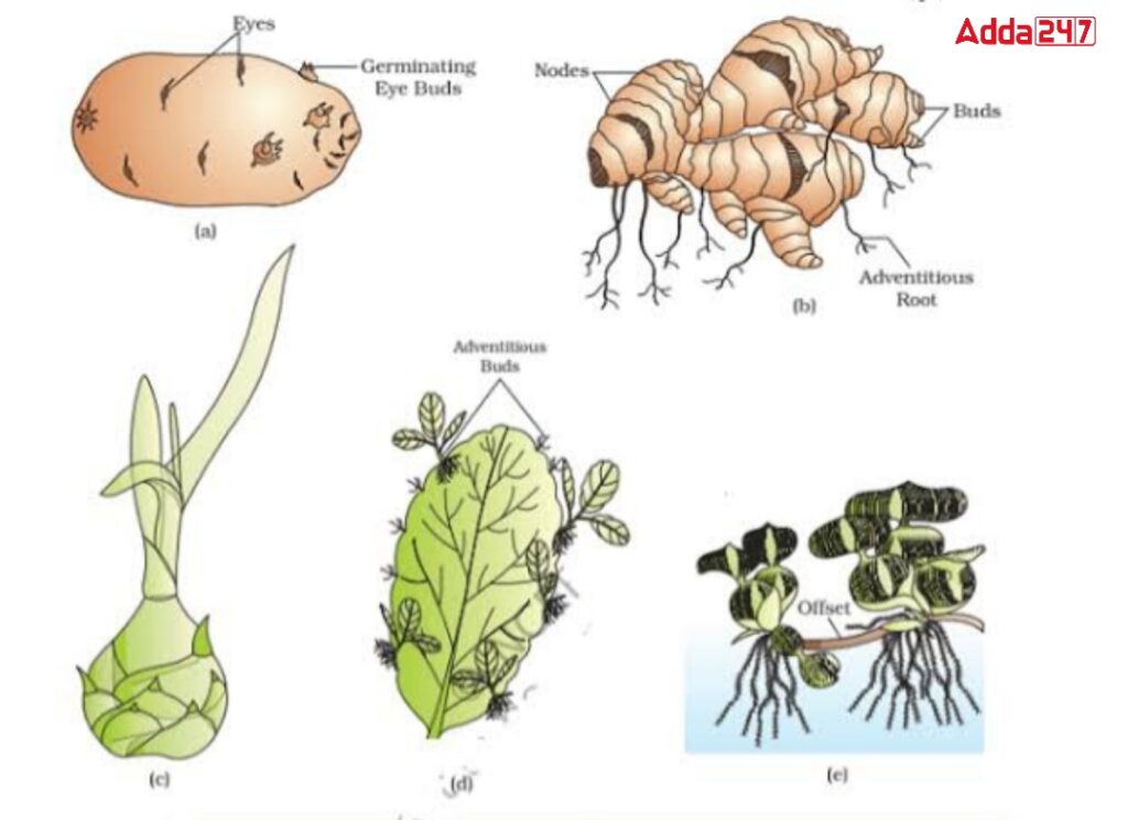 Vegetative Propagation Examples, Meaning, Definition, Advantage
