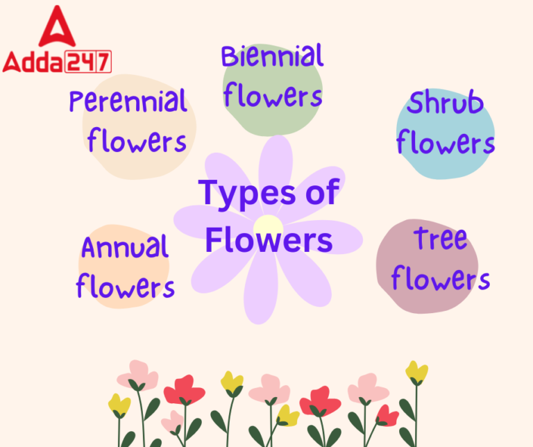 100 Flower Name in English and Hindi with Pictures