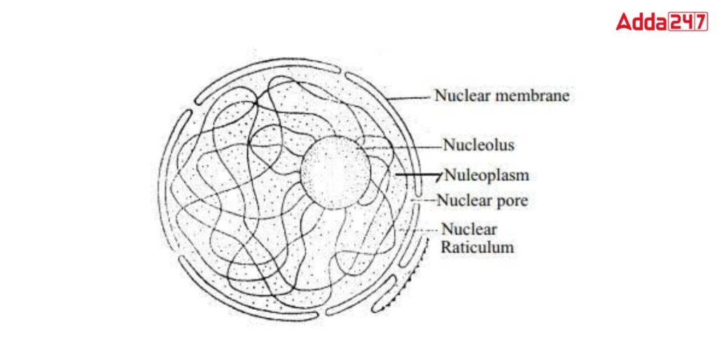 What is Nucleus- Nucleus Diagram, Structure & Function