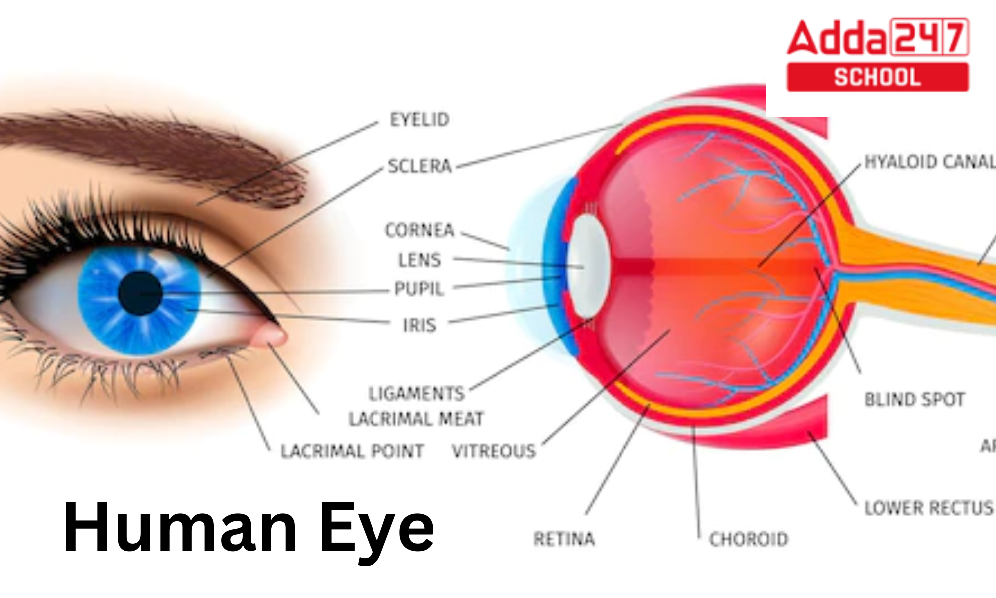 Structure Of Eye Diagram In Hindi - Infoupdate.org Structure Of Eye Diagram In Hindi - Infoupdate.org
