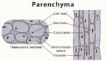 Parenchyma- Cells, Tissue, Meaning, Function, and Diagram