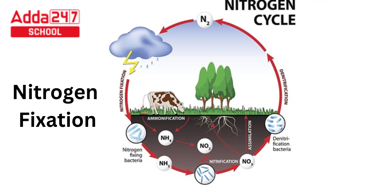 Nitrogen Cycle: Diagram, Drawing for Class 8 & 9