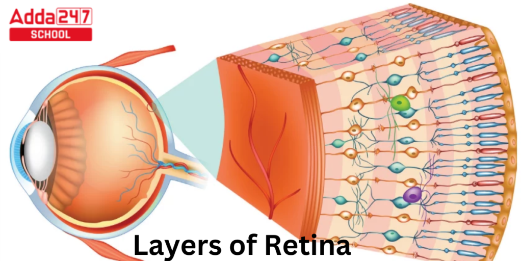 Layers of Retina, Physiology, Histology, Diagram, Anatomy, Anterior and Posterior