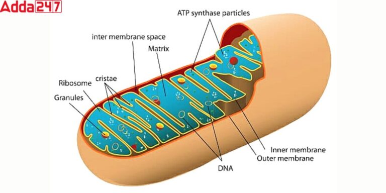 Mitochondria: Diagram, Function, Structure for Class 9