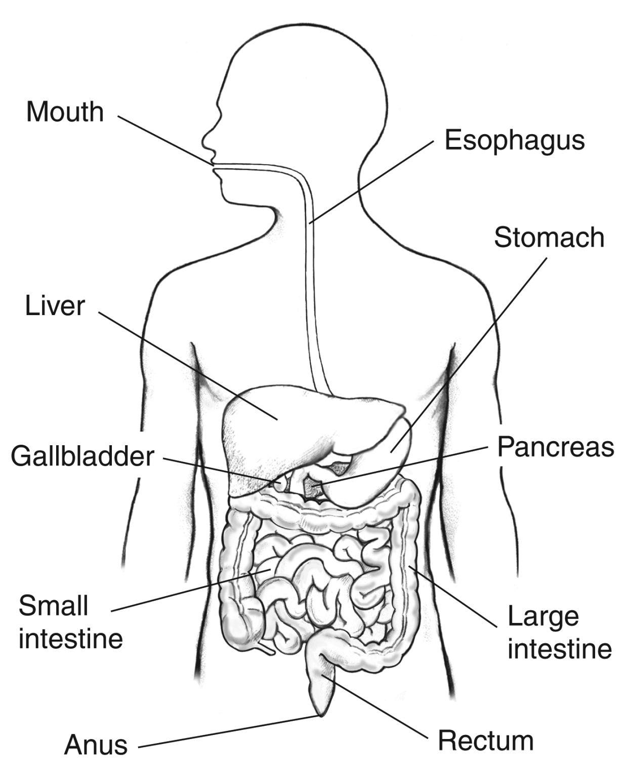 Human Digestive System Diagram, Parts and Functions for Class 10