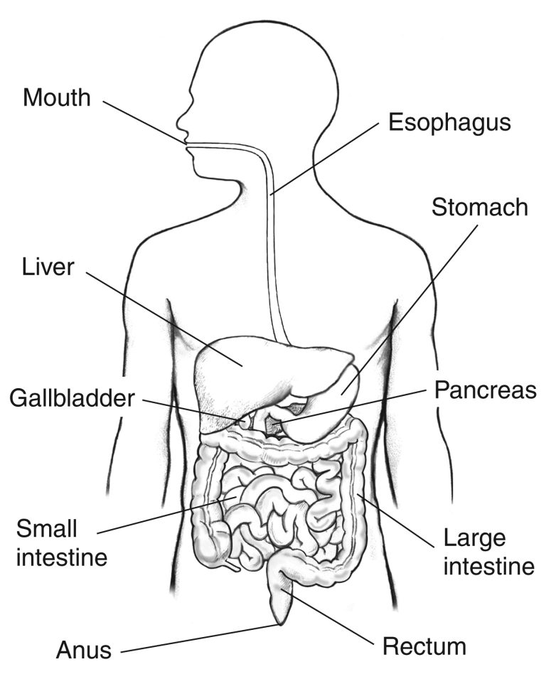 Human Digestive System Diagram, Parts and Functions for Class 10