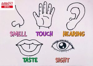 Five Sense Organs Name, Functions, Images, Meaning For Class 1