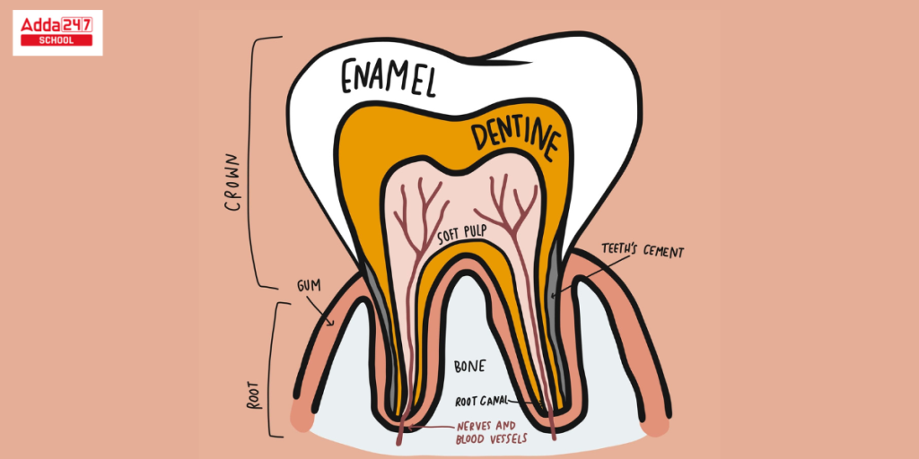 Types of Teeth and Their Functions and Diagram