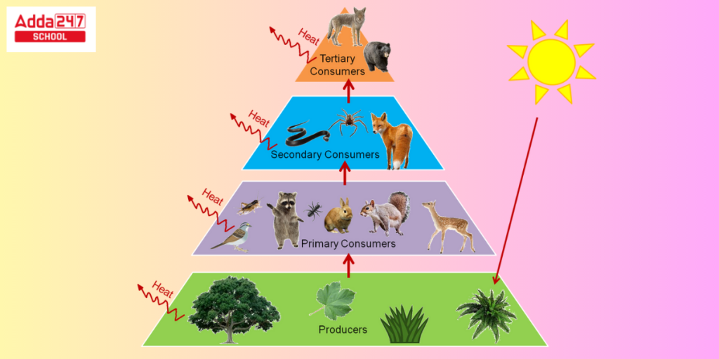 Types of Ecosystems, Diagram, Structure, Different Components