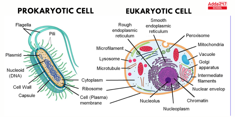 Difference Between Prokaryotic and Eukaryotic Cell for Class 9 & 11 ...