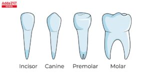 Types of Teeth and Their Functions and Diagram