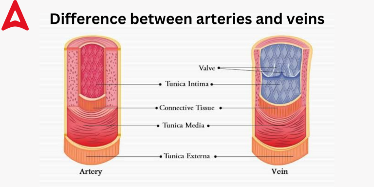 Difference Between Arteries and Veins Structure in Tabular Form