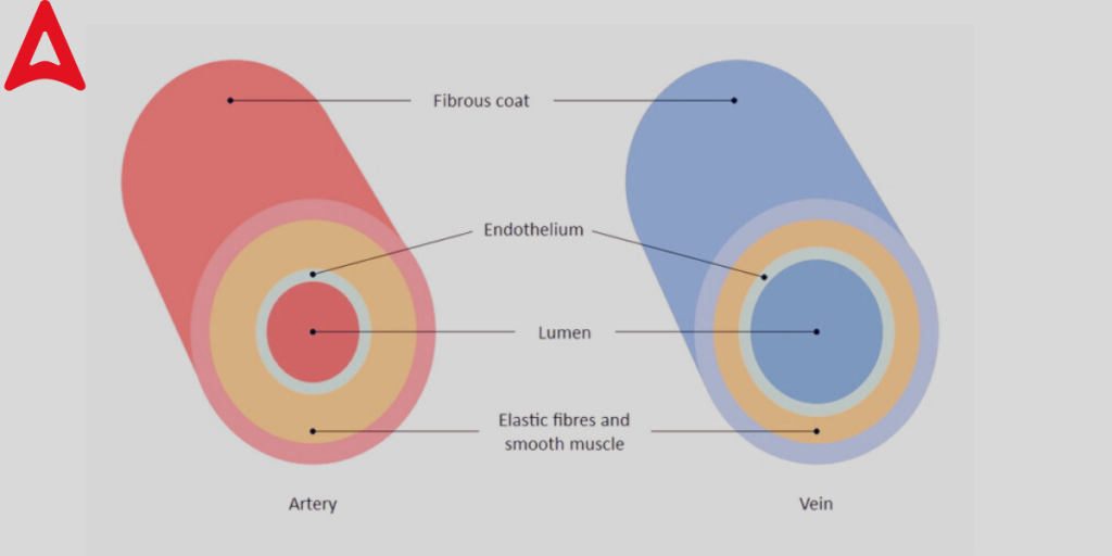 Difference Between Arteries and Veins Structure in Tabular Form