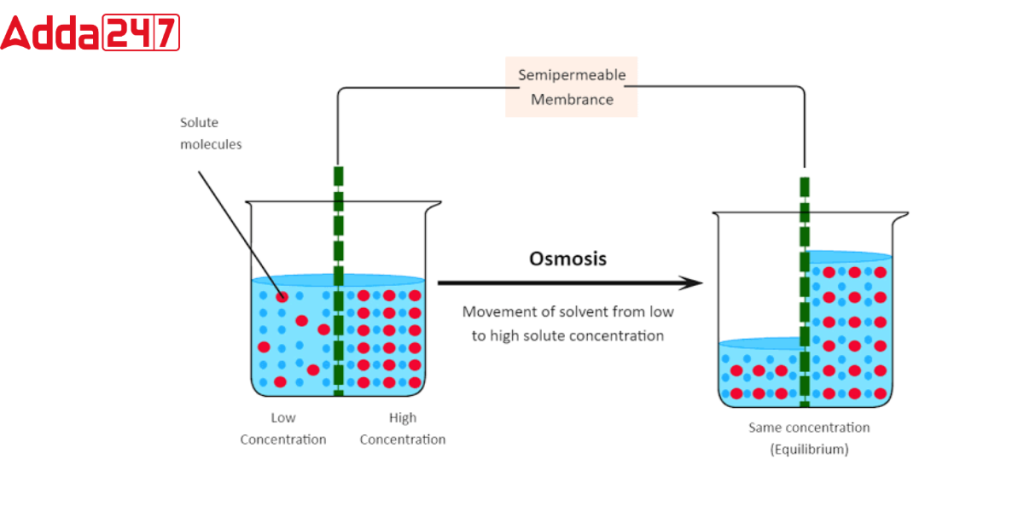Difference Between Osmosis and Diffusion for Class 9