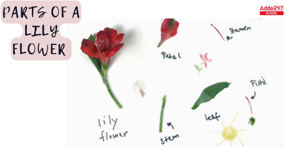 Parts of a Flower Diagram and Their Functions for Class 6