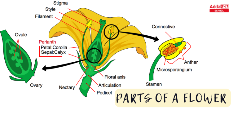 Parts of a Flower Diagram and Their Functions for Class 6