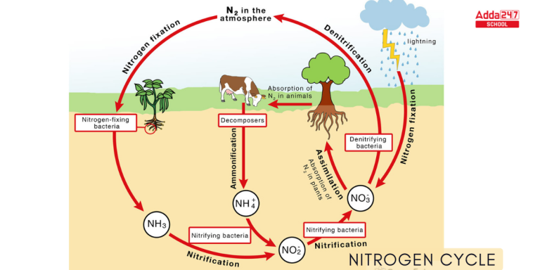 Nitrogen Cycle: Diagram, Drawing for Class 8 & 9