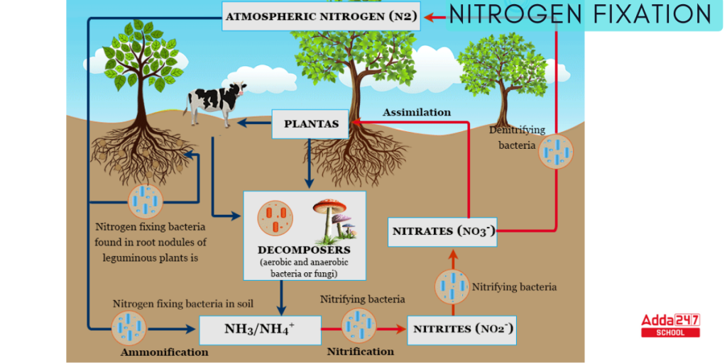 Nitrogen Cycle: Diagram, Drawing for Class 8 & 9
