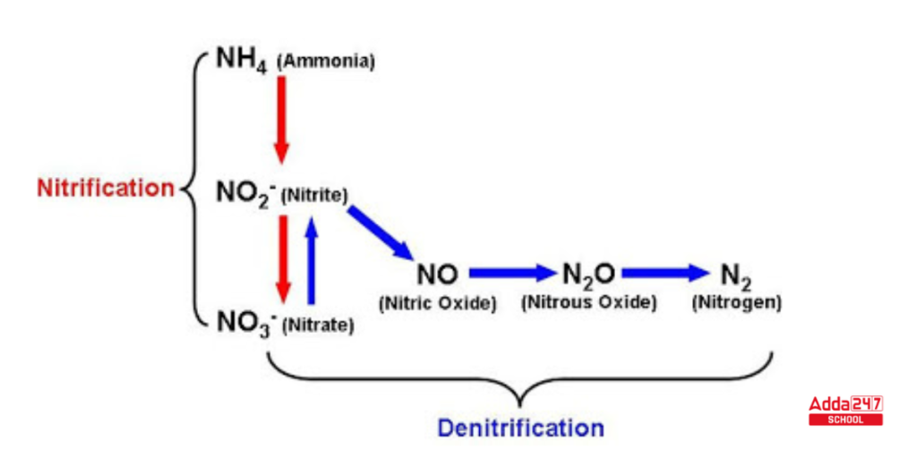 Nitrogen Cycle: Diagram, Drawing for Class 8 & 9