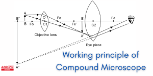 Compound Microscope Diagram, Parts and Functions