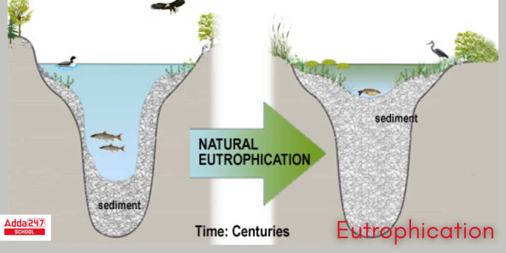 Eutrophication Meaning, Definition, Causes, Process, Diagram in Biology