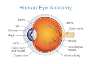 Human Eye Diagram, Structure and Functions for Class 10