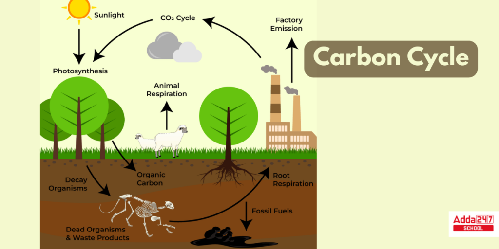 Carbon Cycle, Diagram, Steps, Definition in Biology