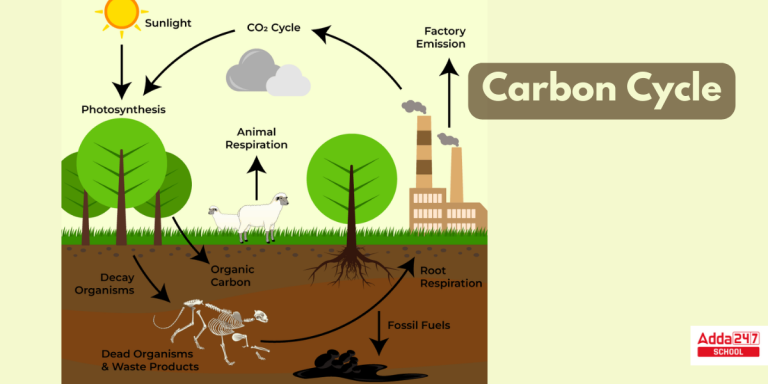 Carbon Cycle, Diagram, Steps, Definition in Biology