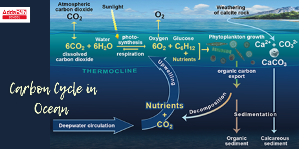 Carbon Cycle, Diagram, Steps, Definition in Biology
