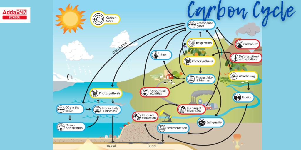 Carbon Cycle Diagram Steps Definition In Biology
