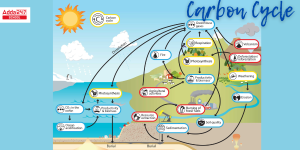 Carbon Cycle, Diagram, Steps, Definition in Biology