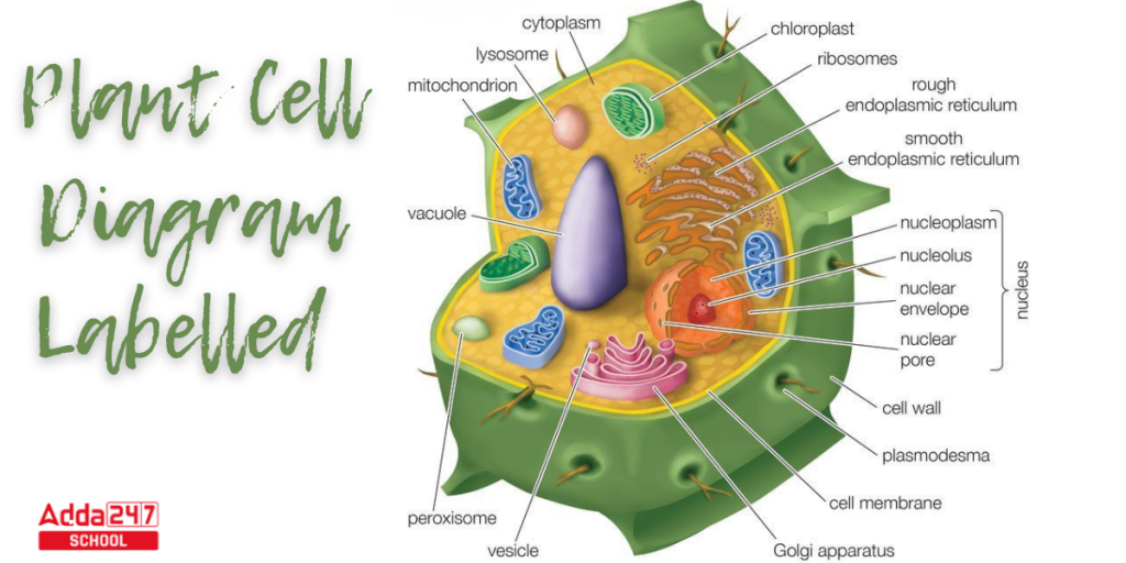 Plant Cell Definition, Structure, Function, Diagram & Types