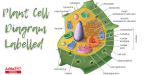 Plant Cell Definition, Structure, Function, Diagram & Types