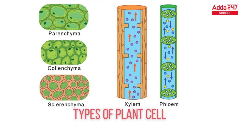 Plant Cell Definition, Structure, Function, Diagram & Types