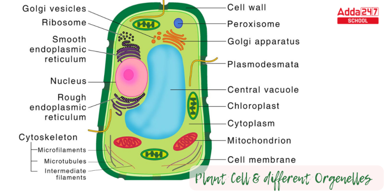 Plant Cell Definition, Structure, Function, Diagram & Types