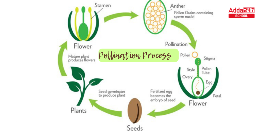Pollination- Definition, Diagram, Process, Types
