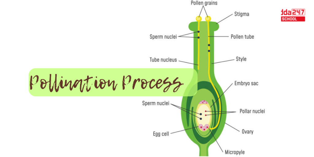 Pollination- Definition, Diagram, Process, Types