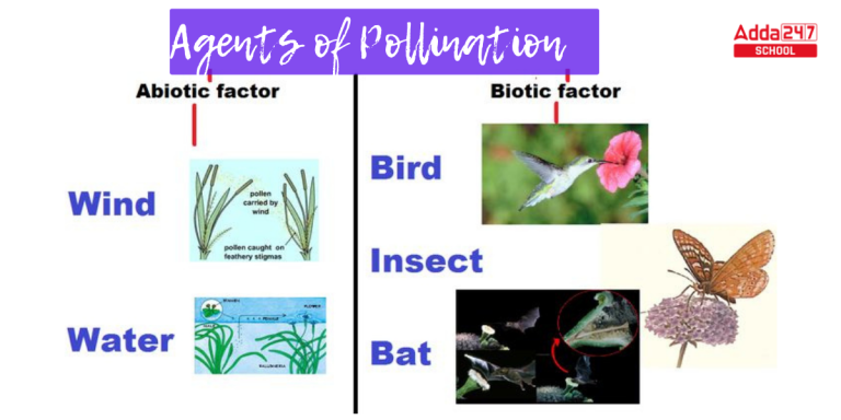 Pollination- Definition, Diagram, Process, Types
